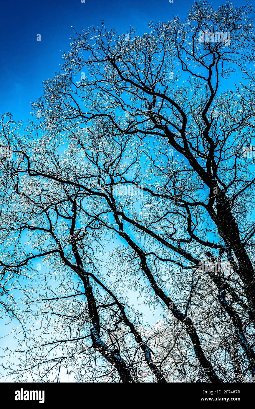 Chaotic System Of Ice Covered Tree Branches With Blue Sky Stock Photo ...