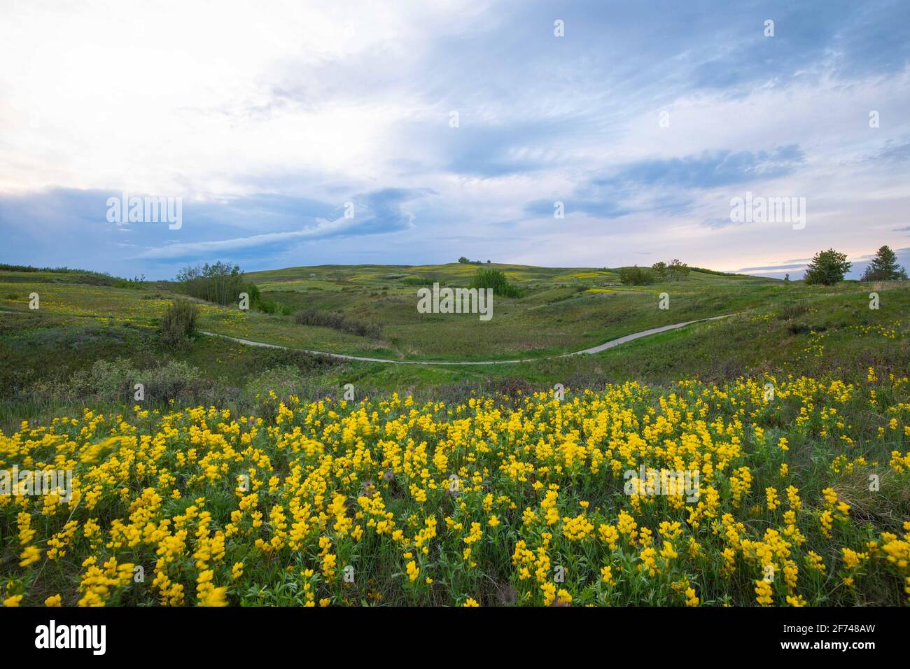 Nosehill park hi-res stock photography and images - Alamy