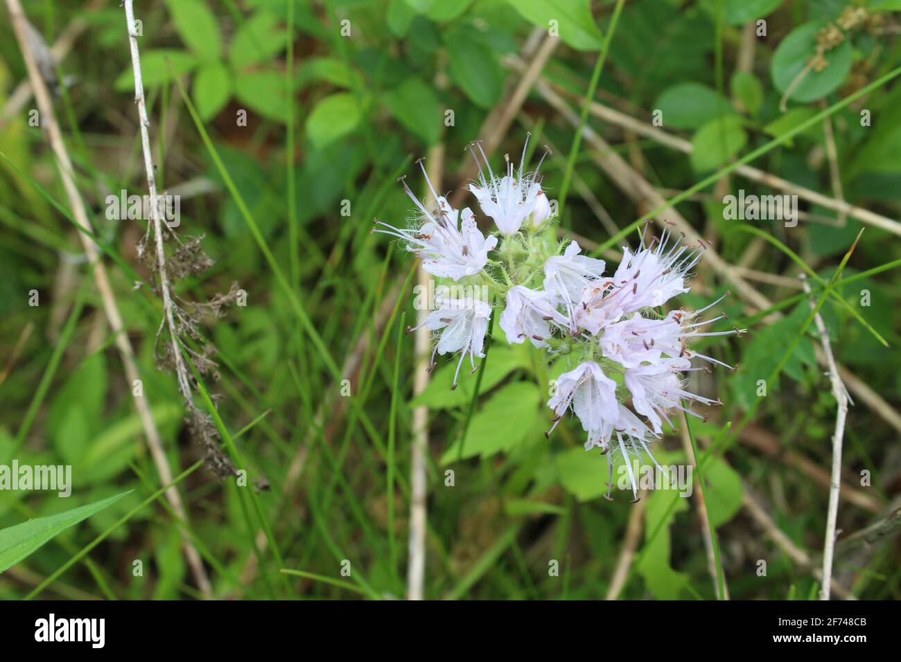 Virginia waterleaf hi-res stock photography and images - Alamy