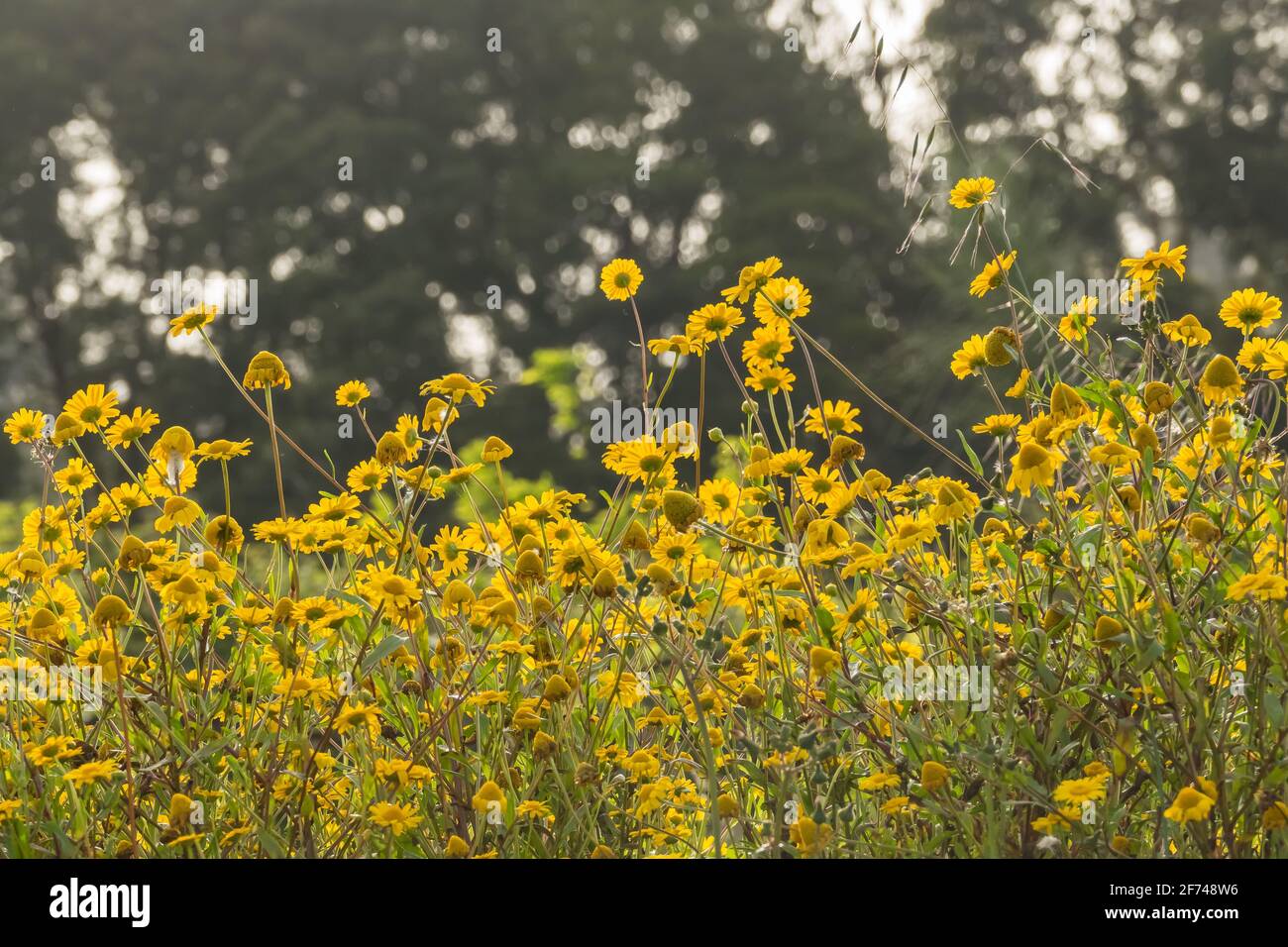 Outdoor yellow flowers hi-res stock photography and images - Alamy