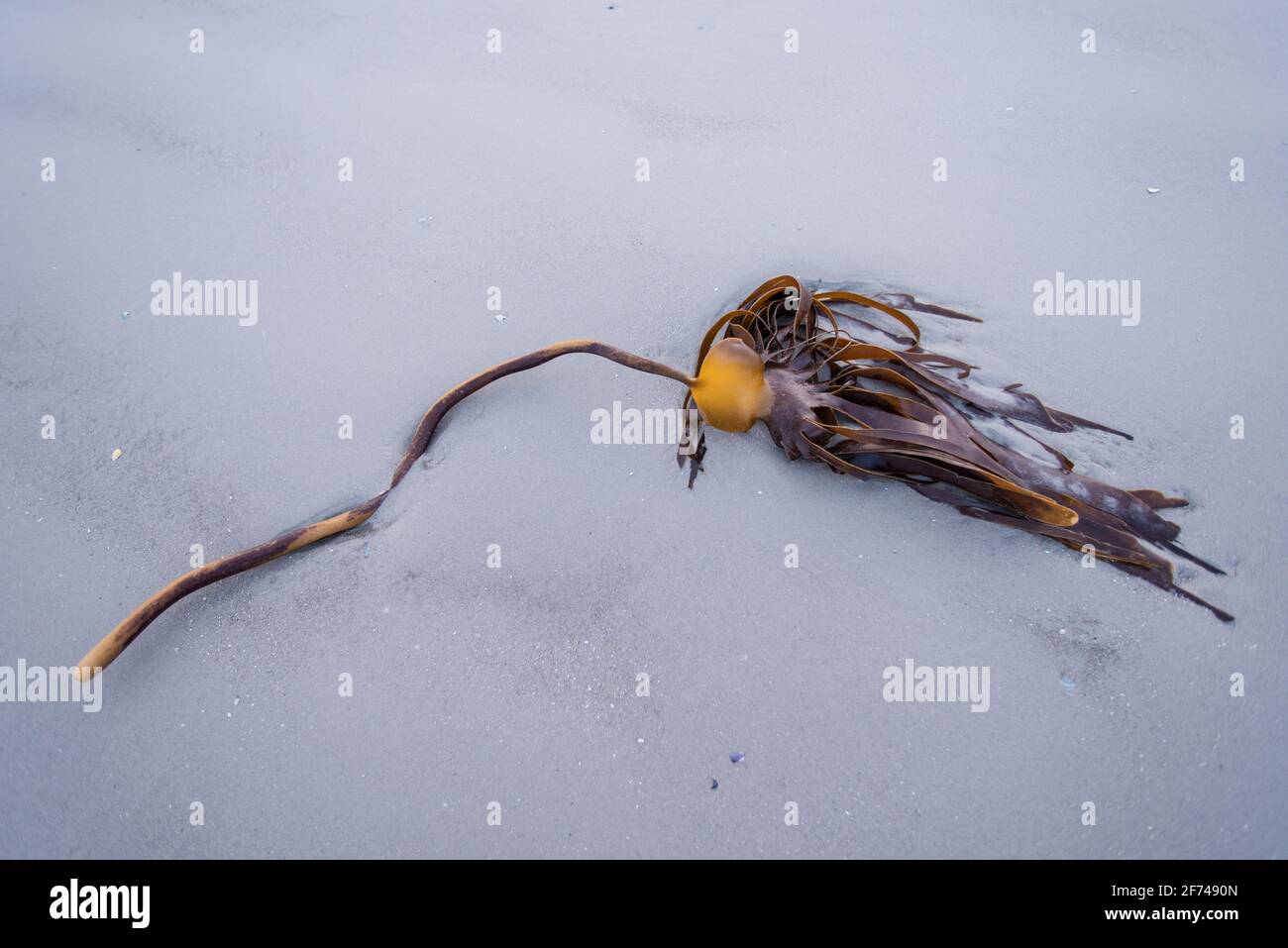 Flotsam on the sand: a piece of kelp washed up on the beach Stock Photo ...