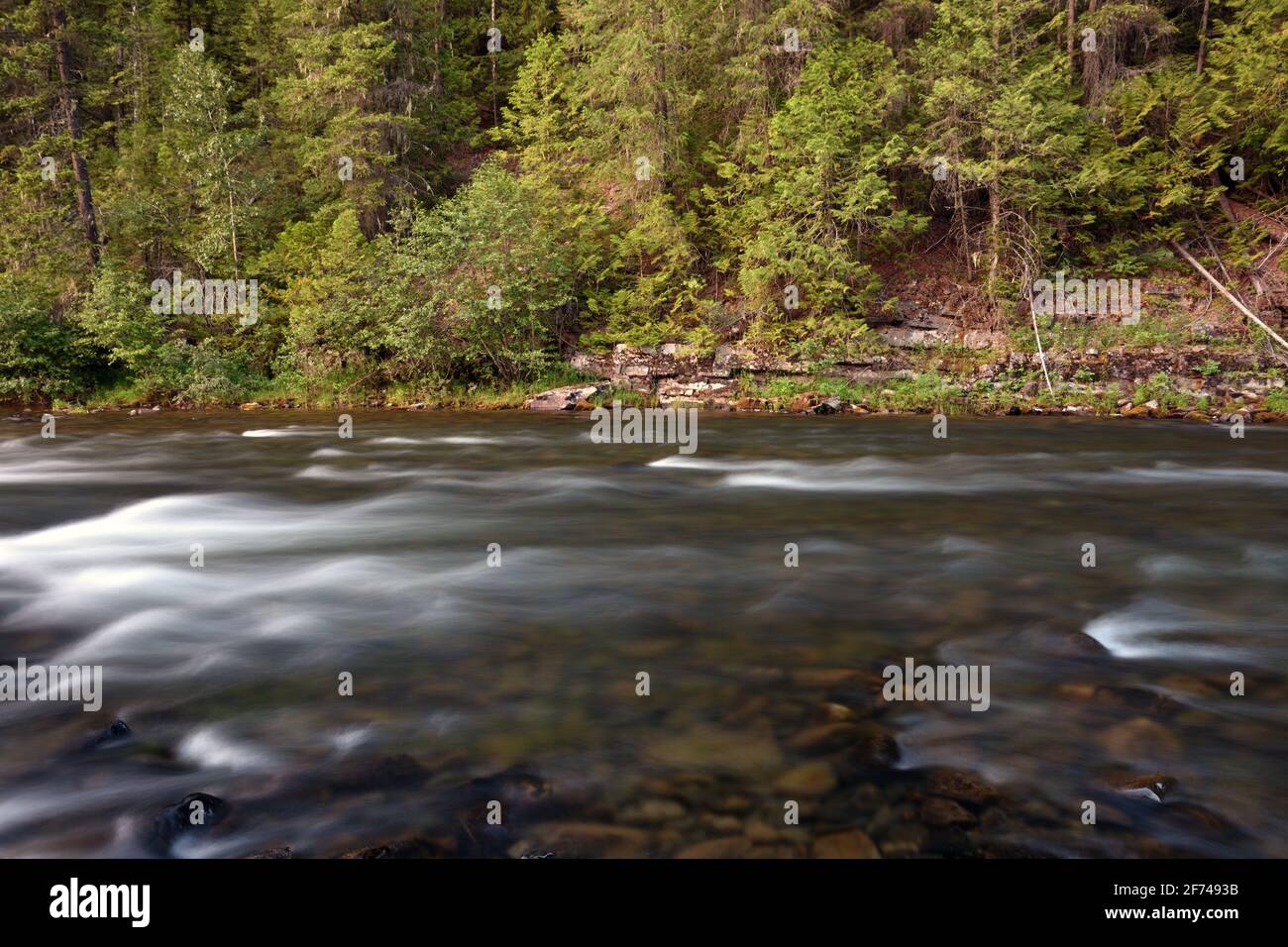Yaak River and forest in summer. Yaak Valley, northwest Montana. (Photo ...