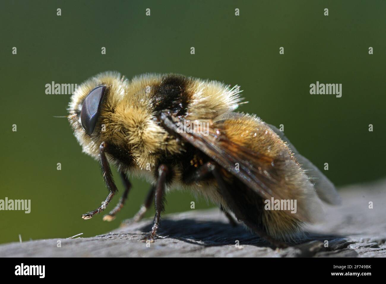 Hoverfly on the Mount Baldy-Buckhorn Ridge lookout tower. Kootenai ...