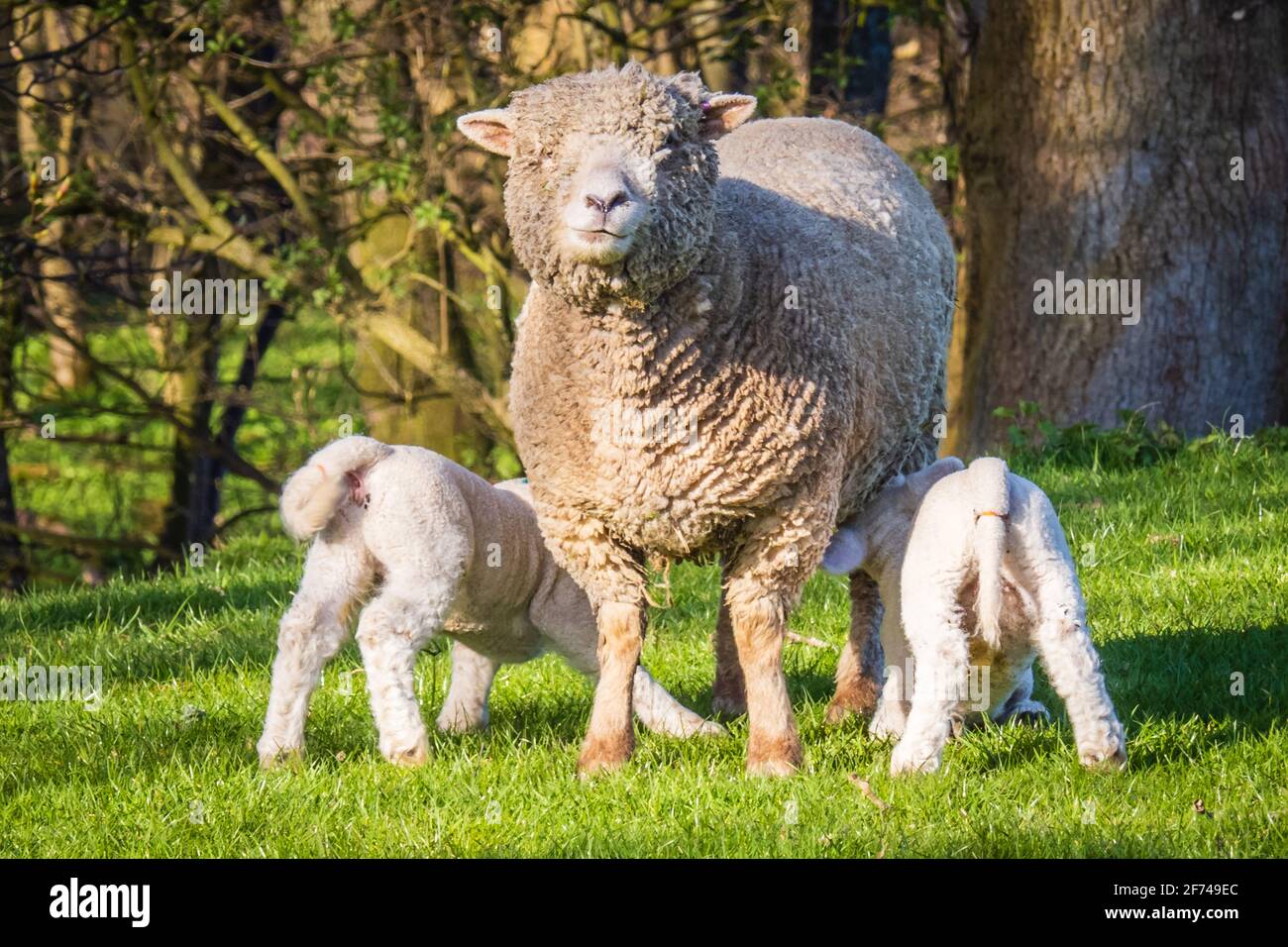 Situated high on Casterton Fell at the western end of the Yorkshire ...