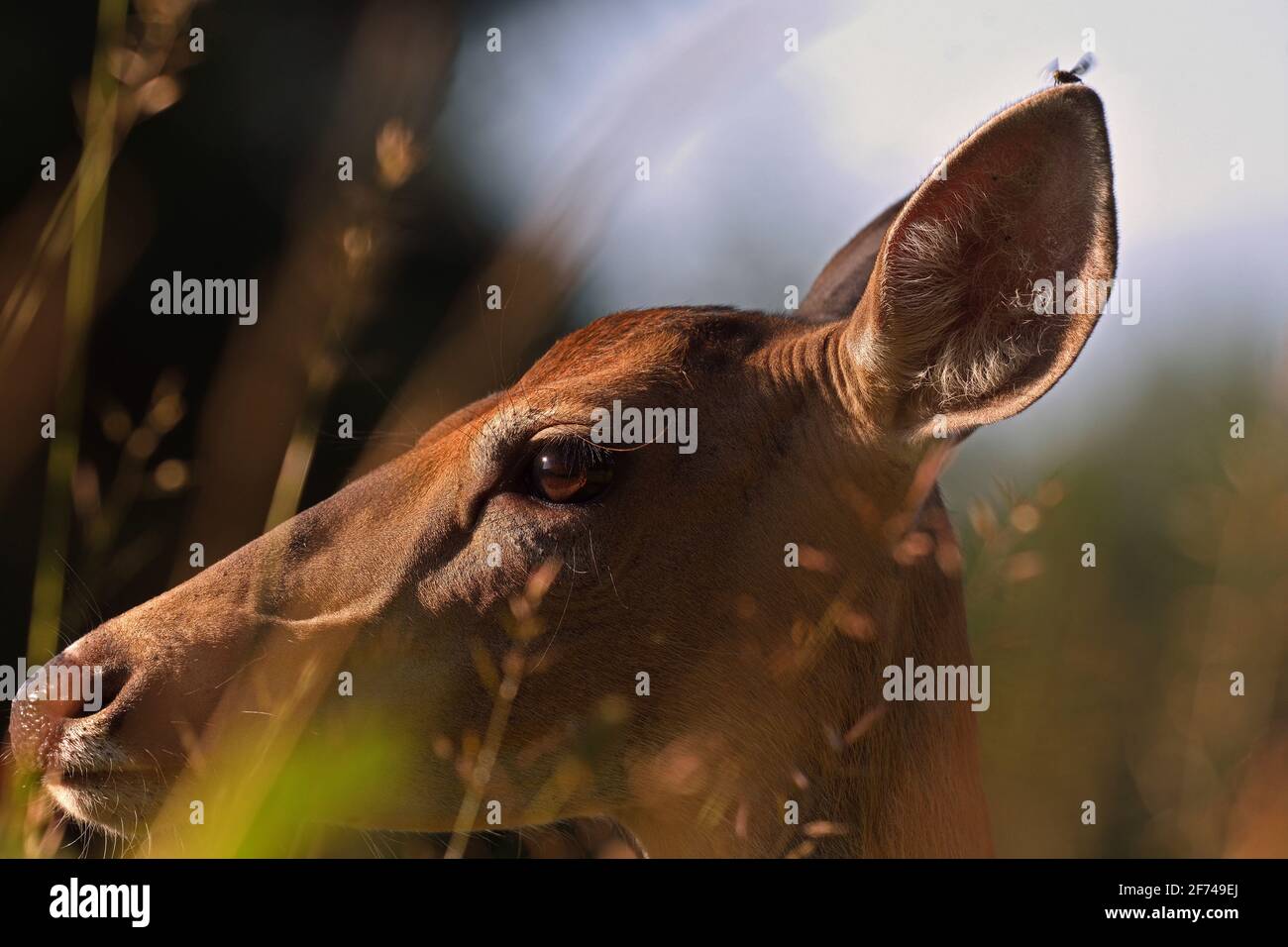 Whitetail doe head portrait in summer. Yaak Valley, northwest Montana ...