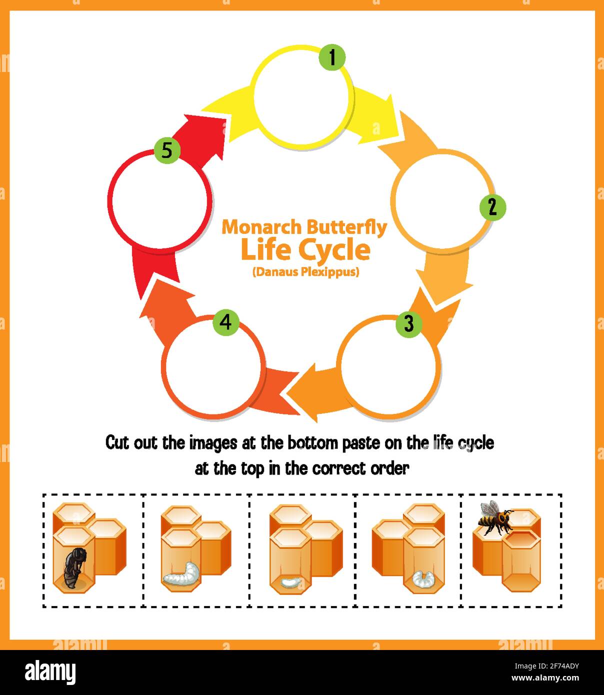 Diagram showing life cycle of Honey Bee illustration Stock Vector Image ...