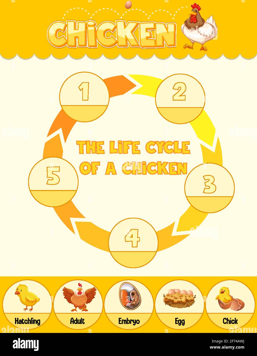 Diagram Showing Life Cycle Of Chicken Illustration Stock Vector Image