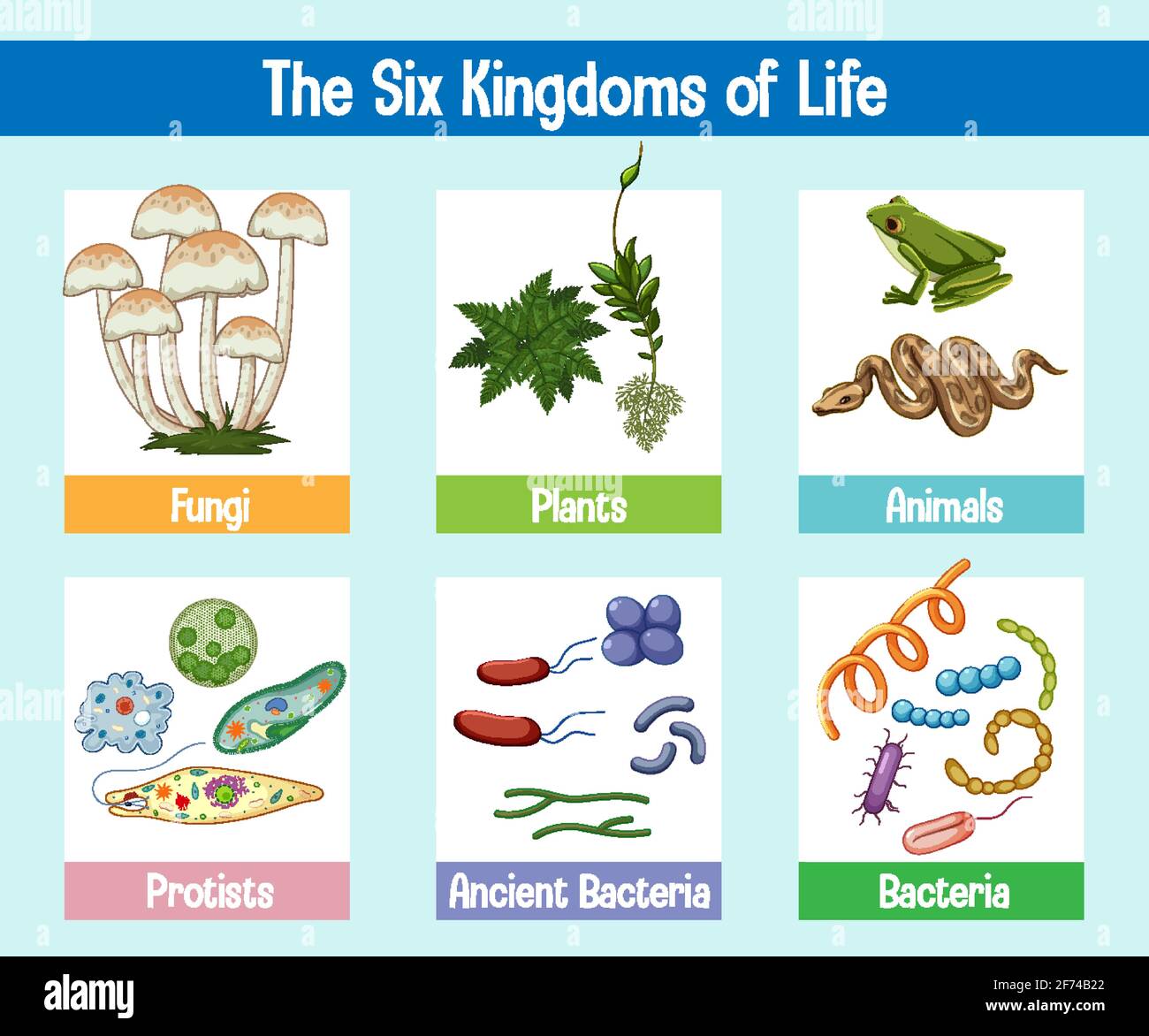 Science poster of six kingdoms of life illustration Stock Vector Image ...