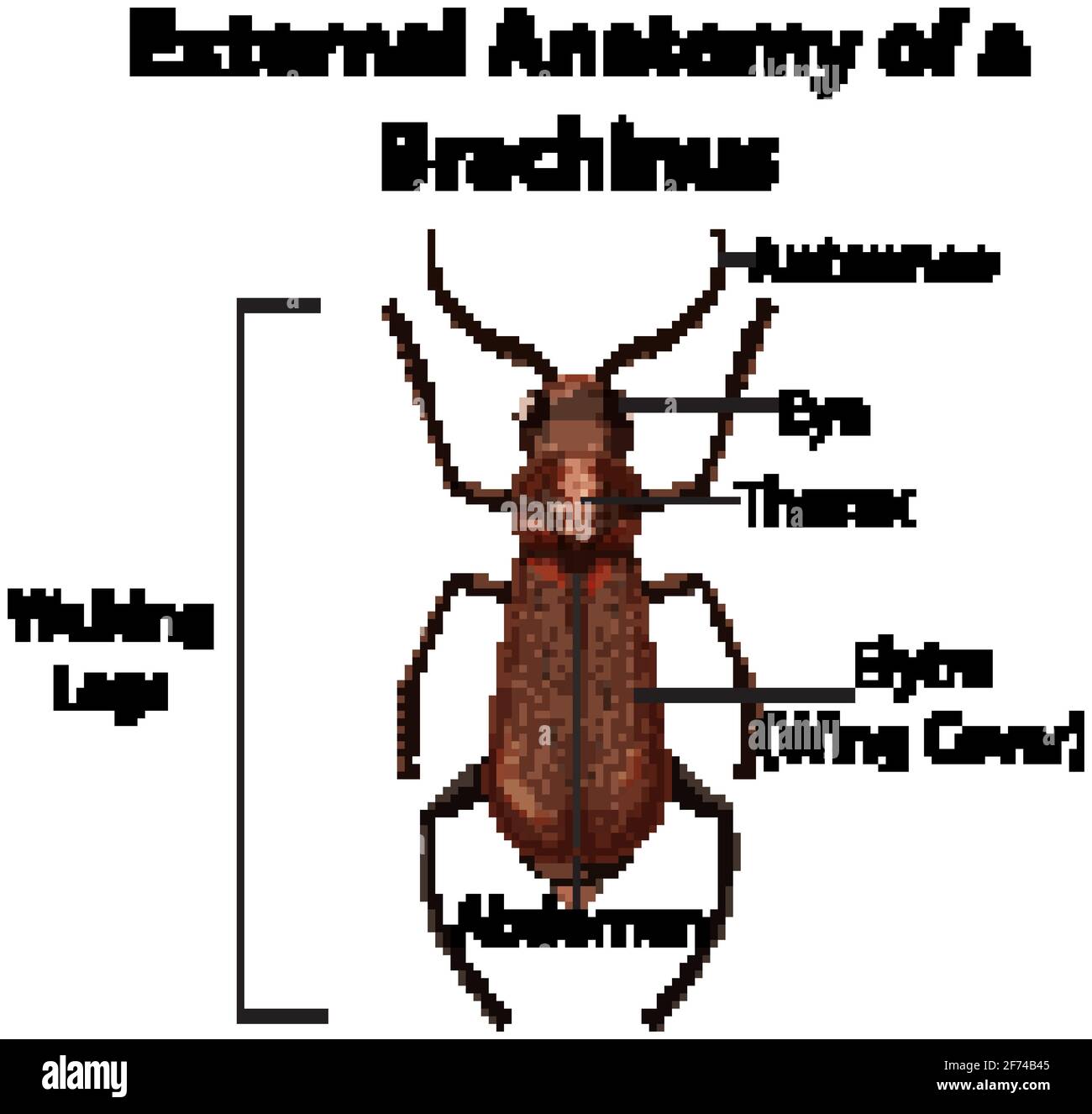 External Anatomy of a Brachinus on white background illustration Stock ...