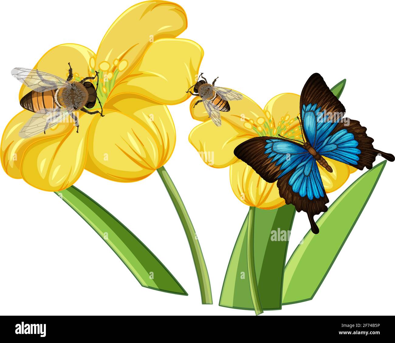 Green butterfly top view Stock Vector Images - Alamy