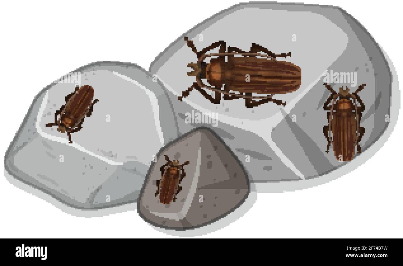 Top view of many titan beetle on stones illustration Stock Vector Image ...
