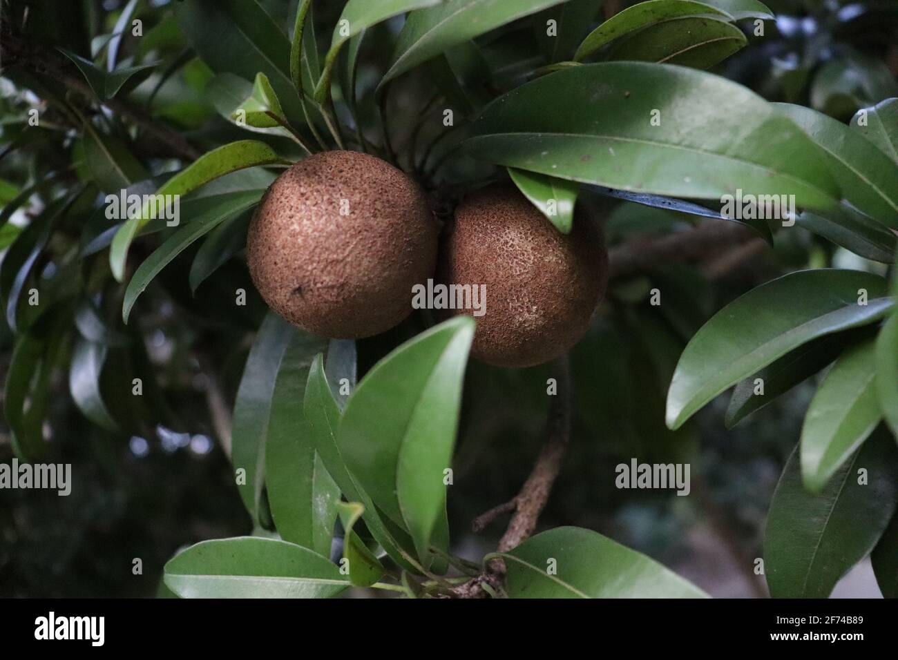 tasty and healthy sapodilla closeup on tree in farm Stock Photo - Alamy