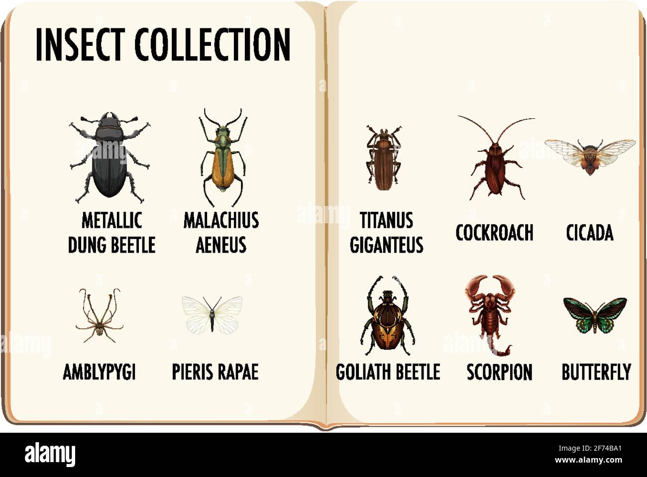 Set of insect collection in the book illustration Stock Vector Image ...