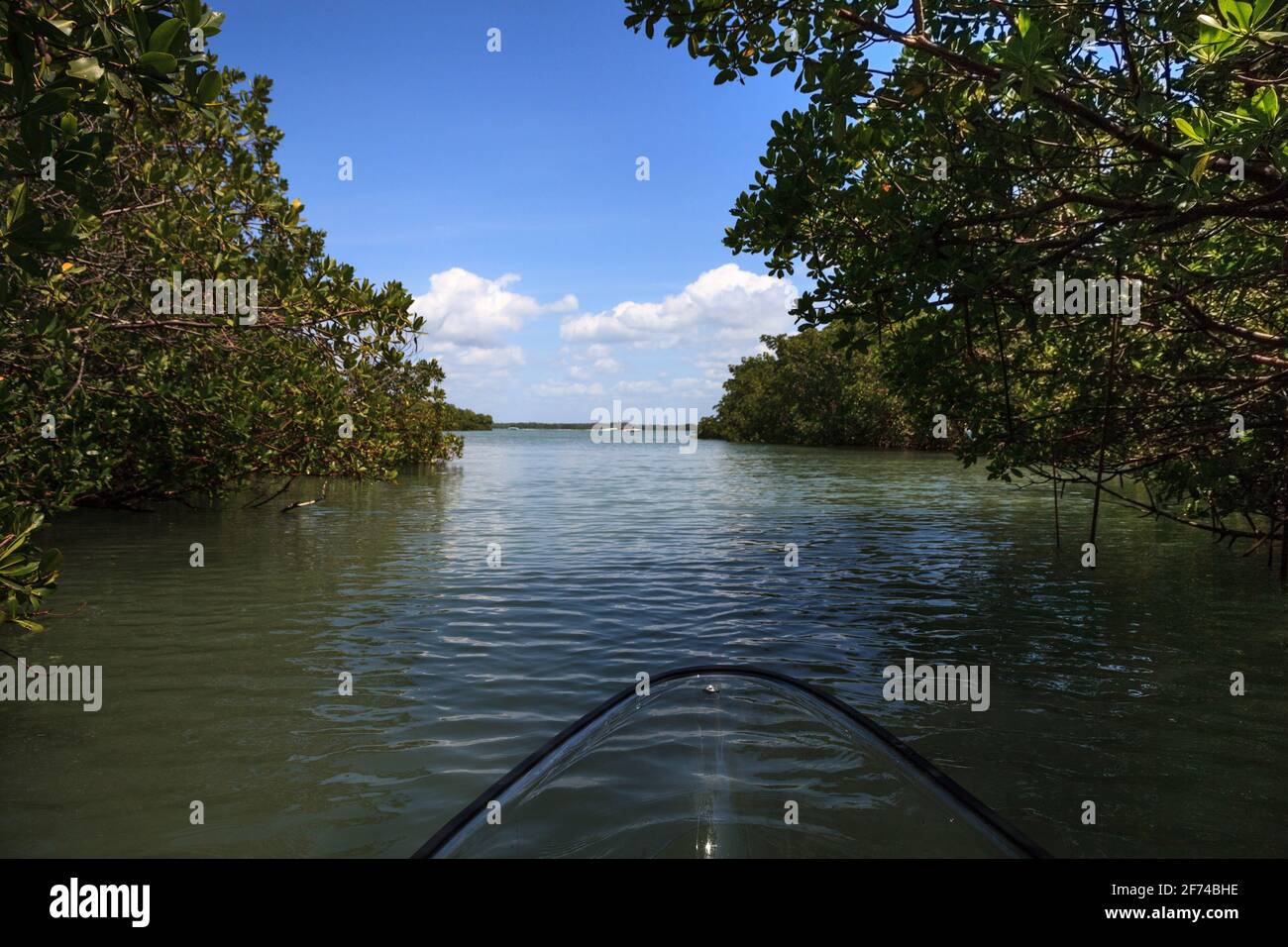 Mangroves line the waterway as a clear kayak forges through the water ...