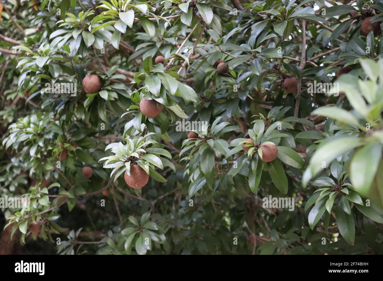 Sapodilla closeup hi-res stock photography and images - Alamy