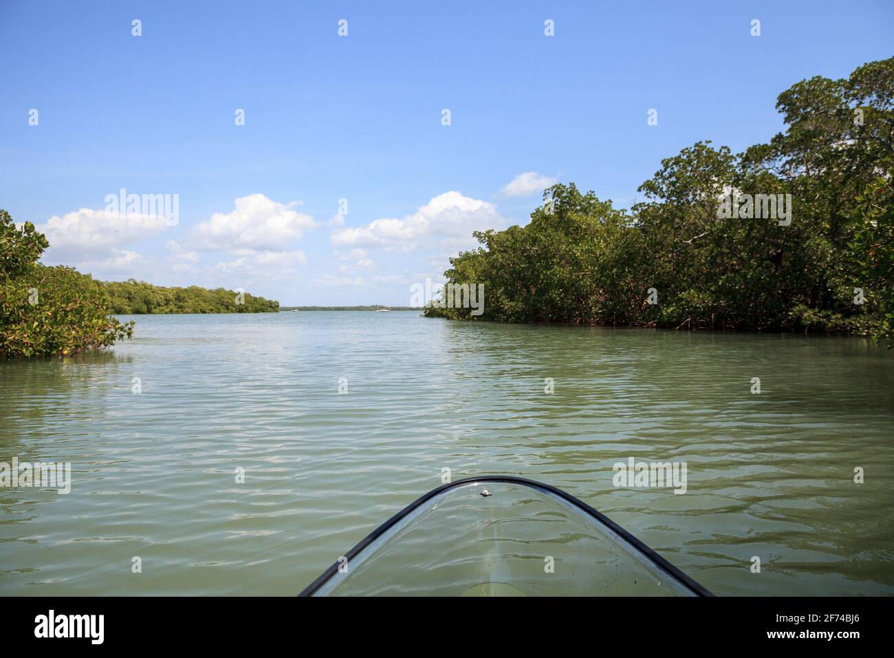 Mangroves line the waterway as a clear kayak forges through the water ...