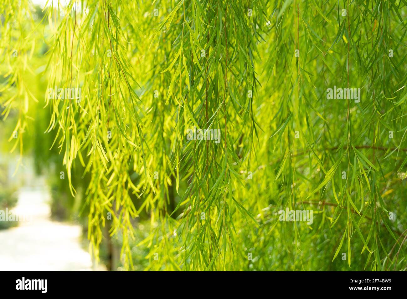 green yellow willow leave tree in the garden spring nature background ...