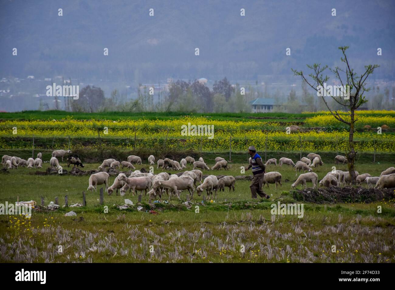 A shepherd grazing his sheep near a mustard field on the outskirts of ...