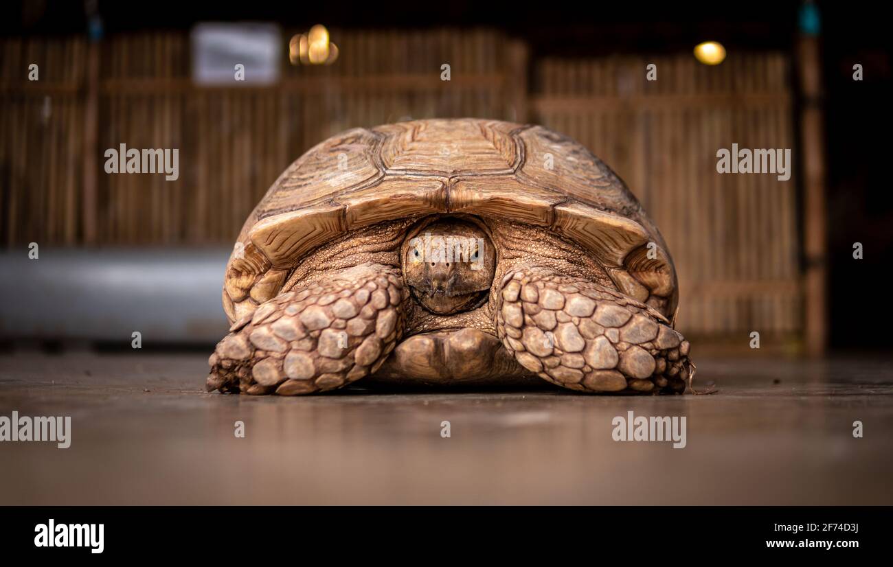 Old turtle hi-res stock photography and images - Alamy