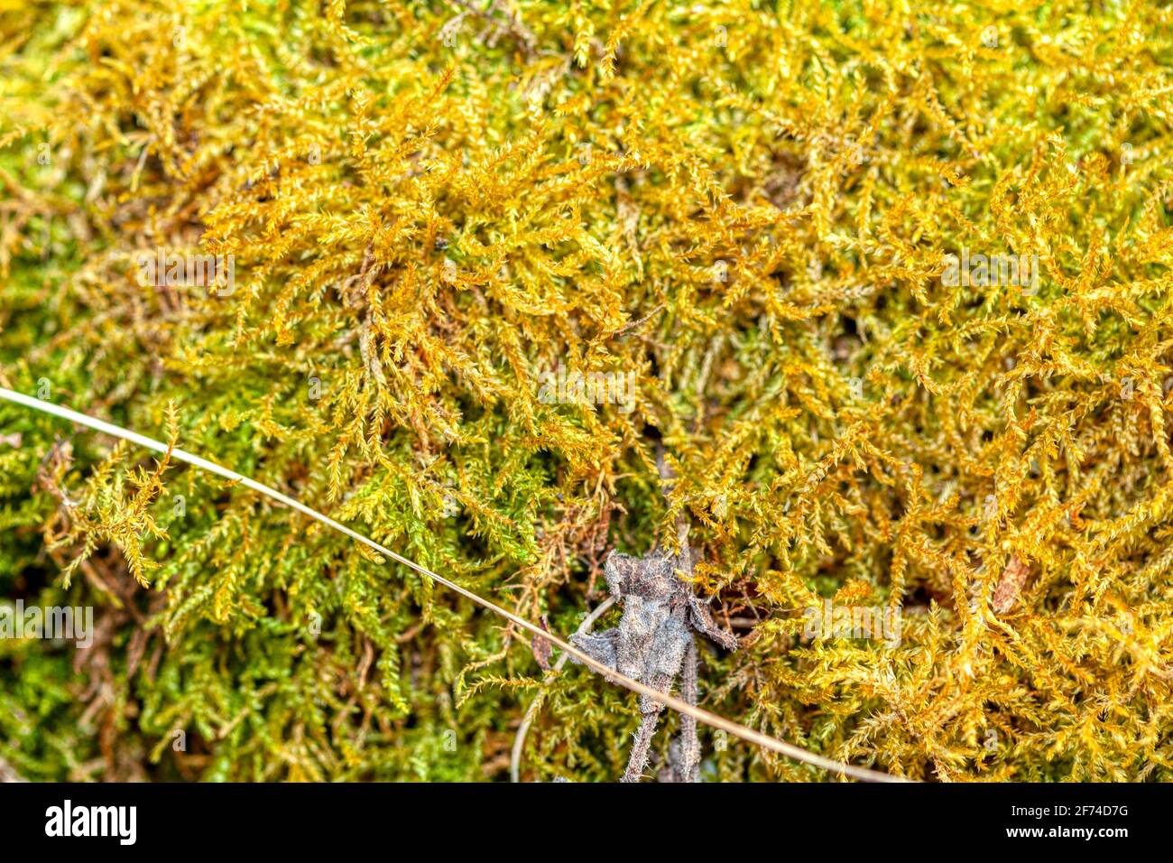 Conifer shrub vegetation , tropical nature background Stock Photo - Alamy