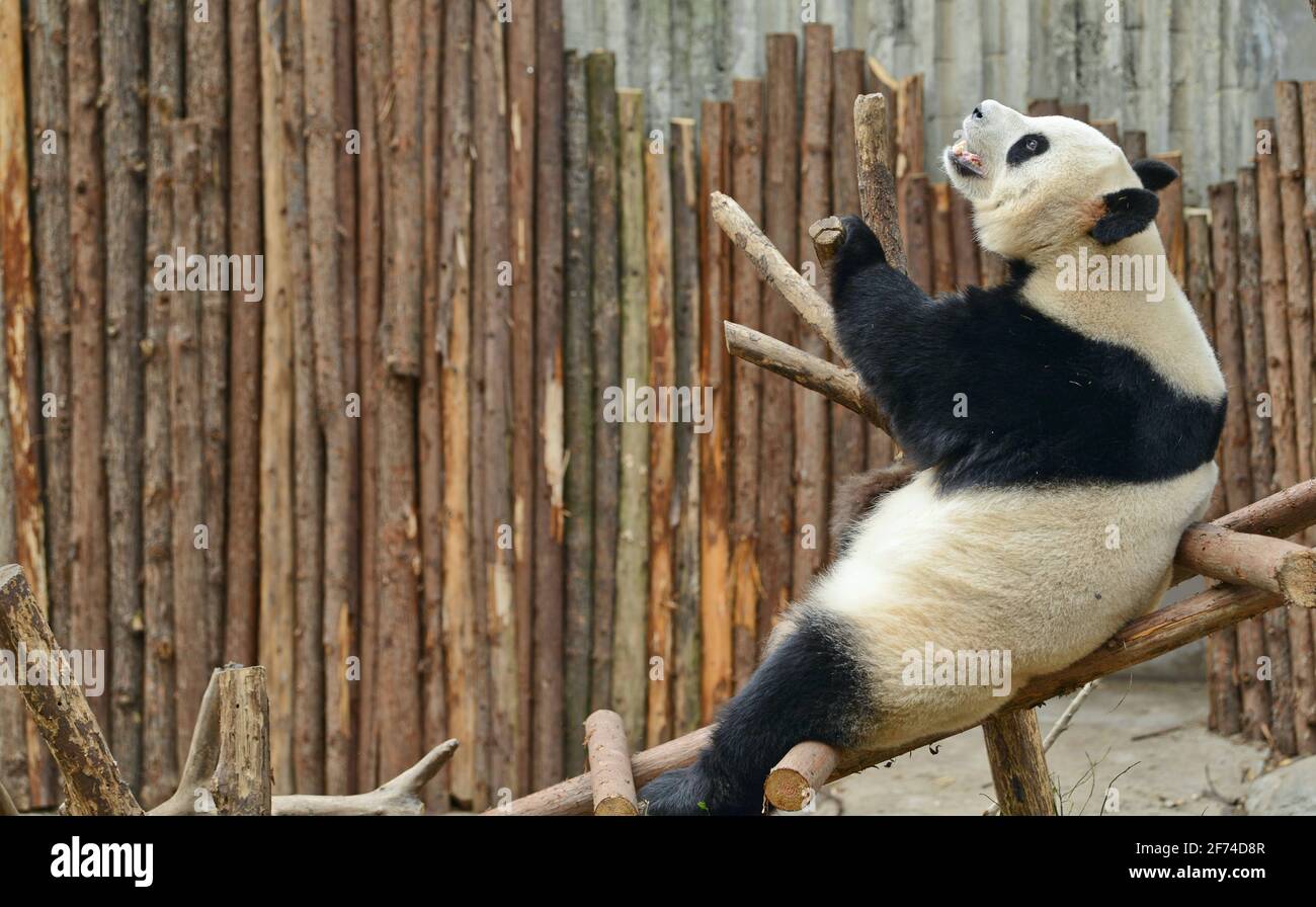CHENGDU, CHINA - APRIL 3, 2021 - A giant panda at the Chengdu Research ...