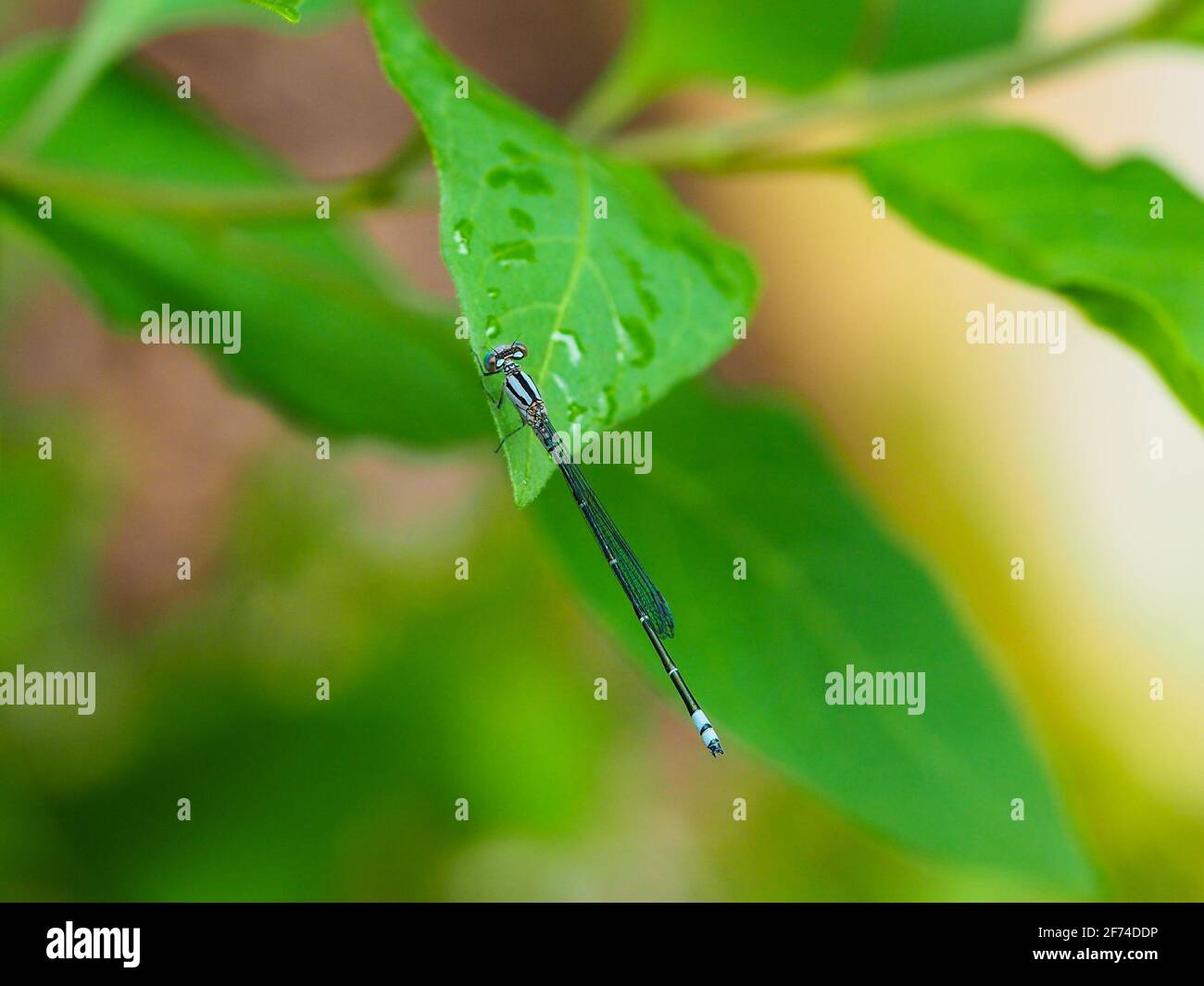 Nature. A pastel blue and black Schnura Heterosticta, Common Bluetail ...