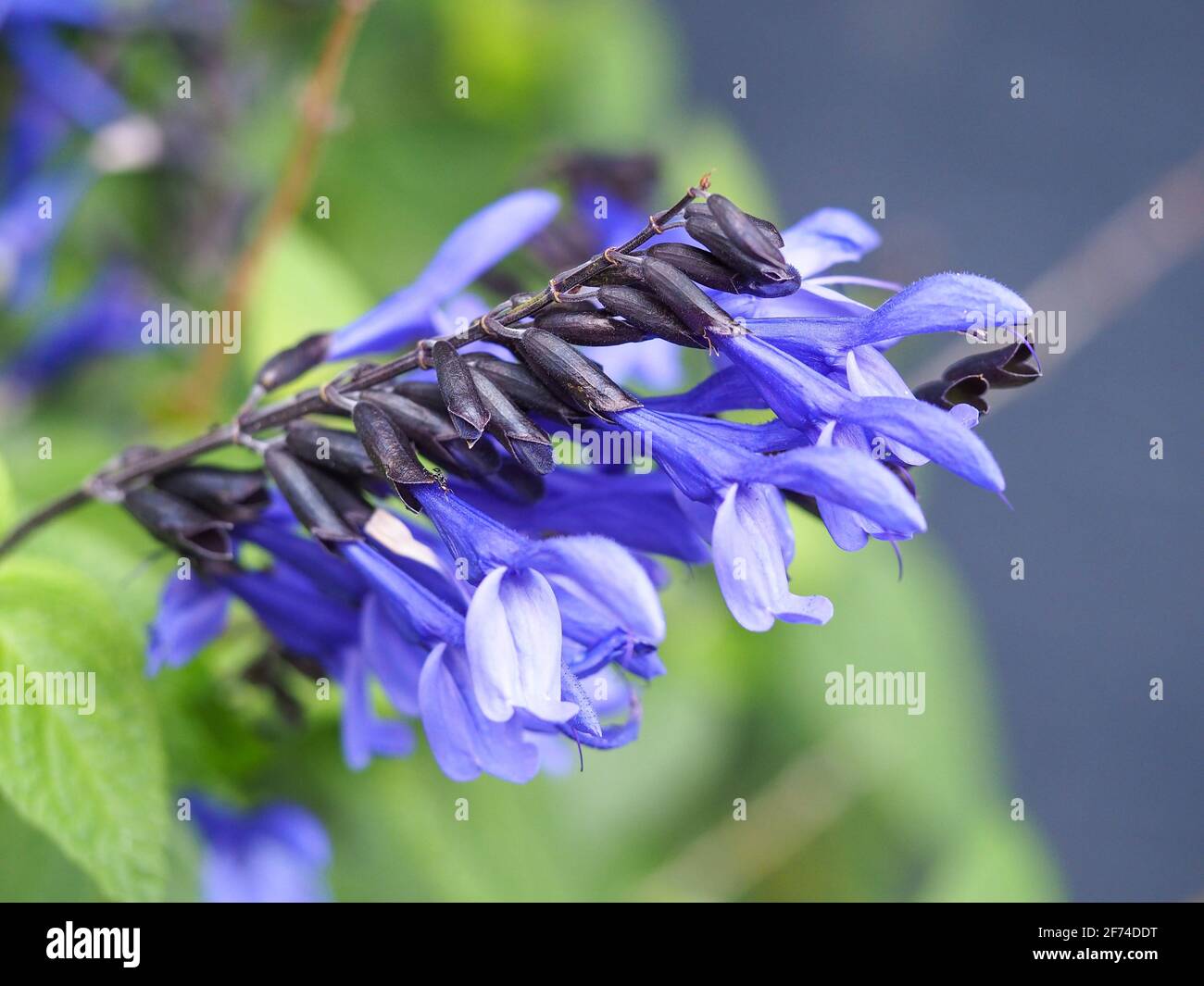 Salvia guaranitica or Black and blue Salvia, with it's Royal Blue or ...