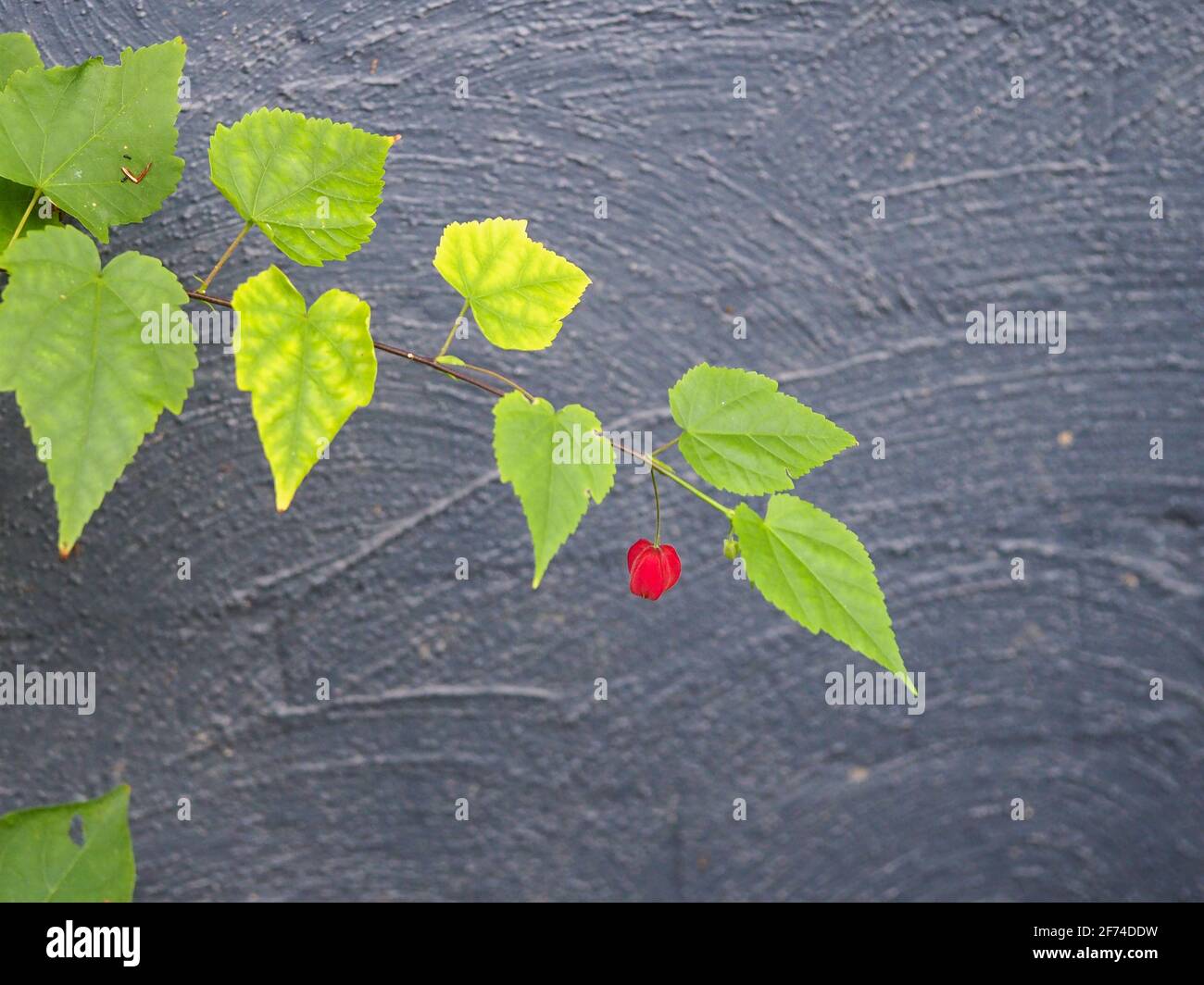 Tiny Scarlett red Brazilian Bell Flower at the end of a stem of green ...