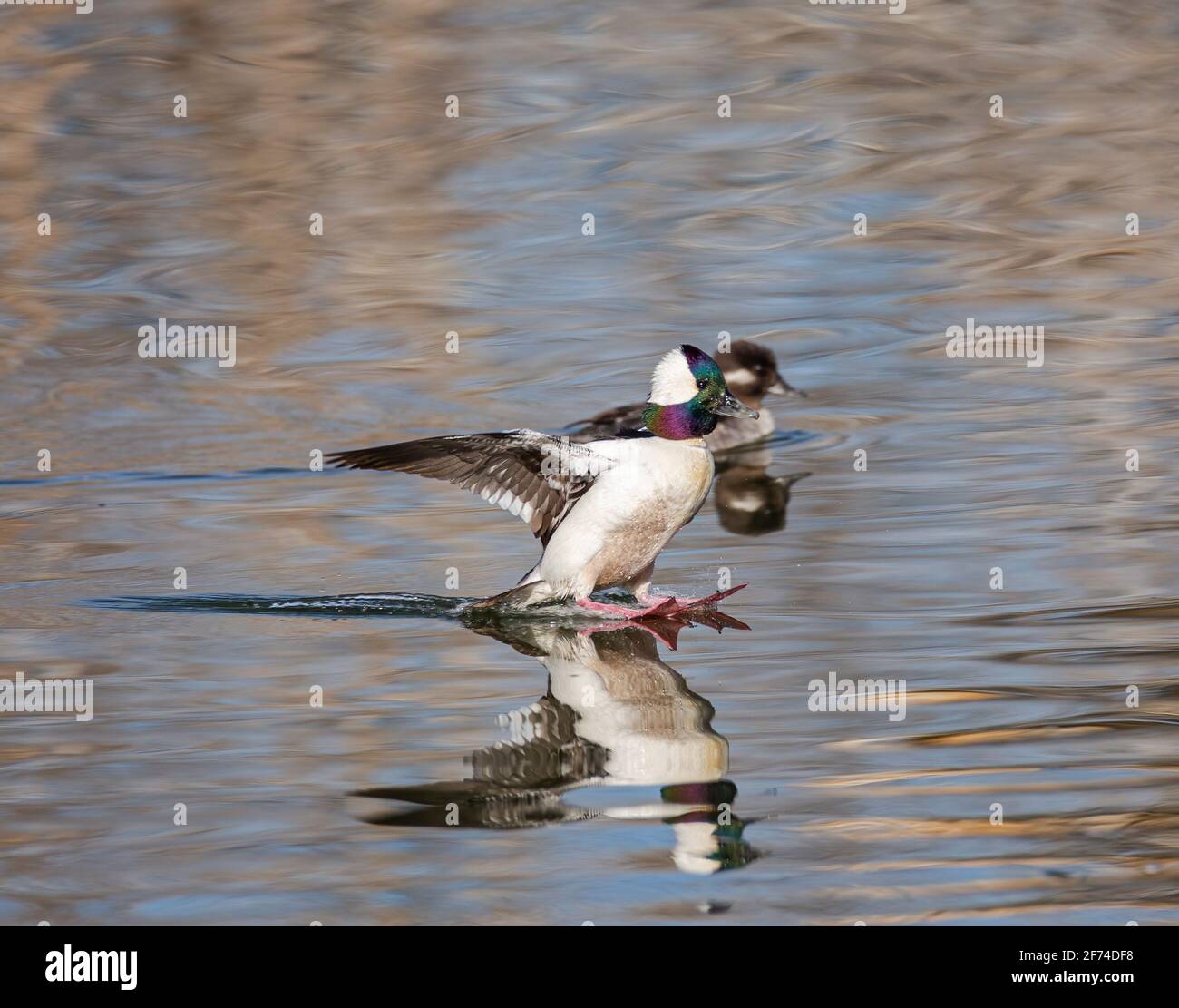 Bufflehead duck drake in flight over lake. note: plumage is in full ...