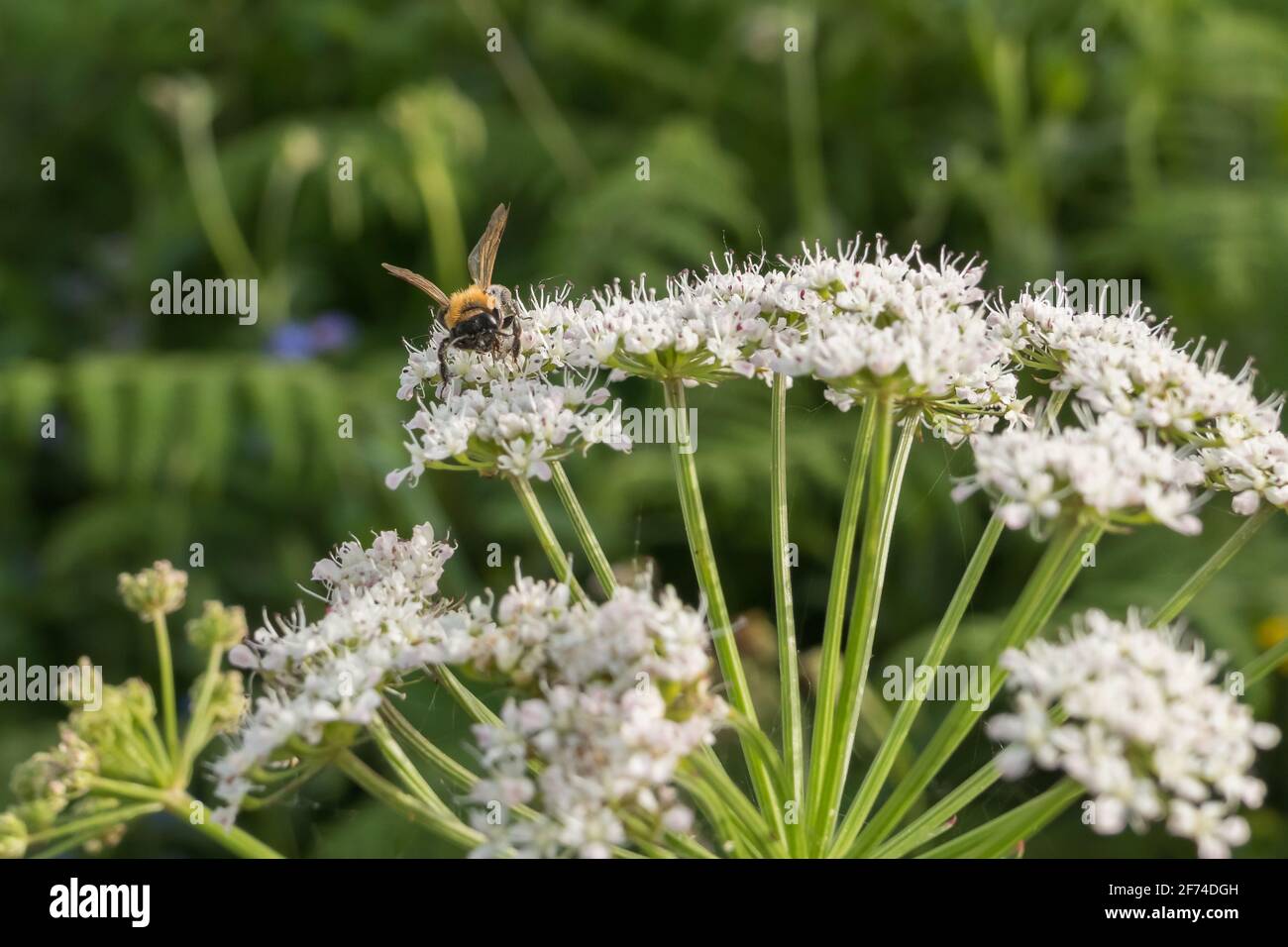 bee front view on white flowers in spring apis Stock Photo - Alamy