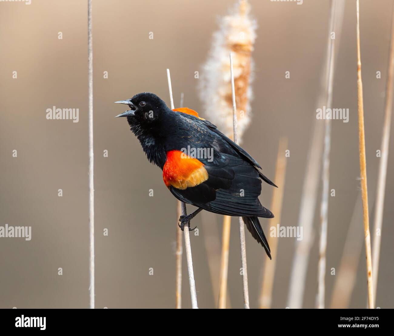 Male Red winged black bird perched in the cattails full plumage Stock ...