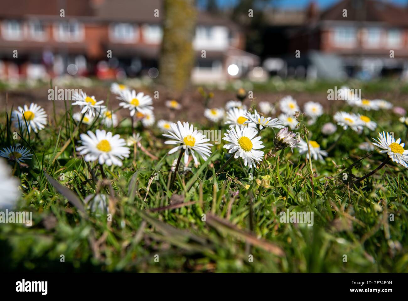 Row of daises hi-res stock photography and images - Alamy