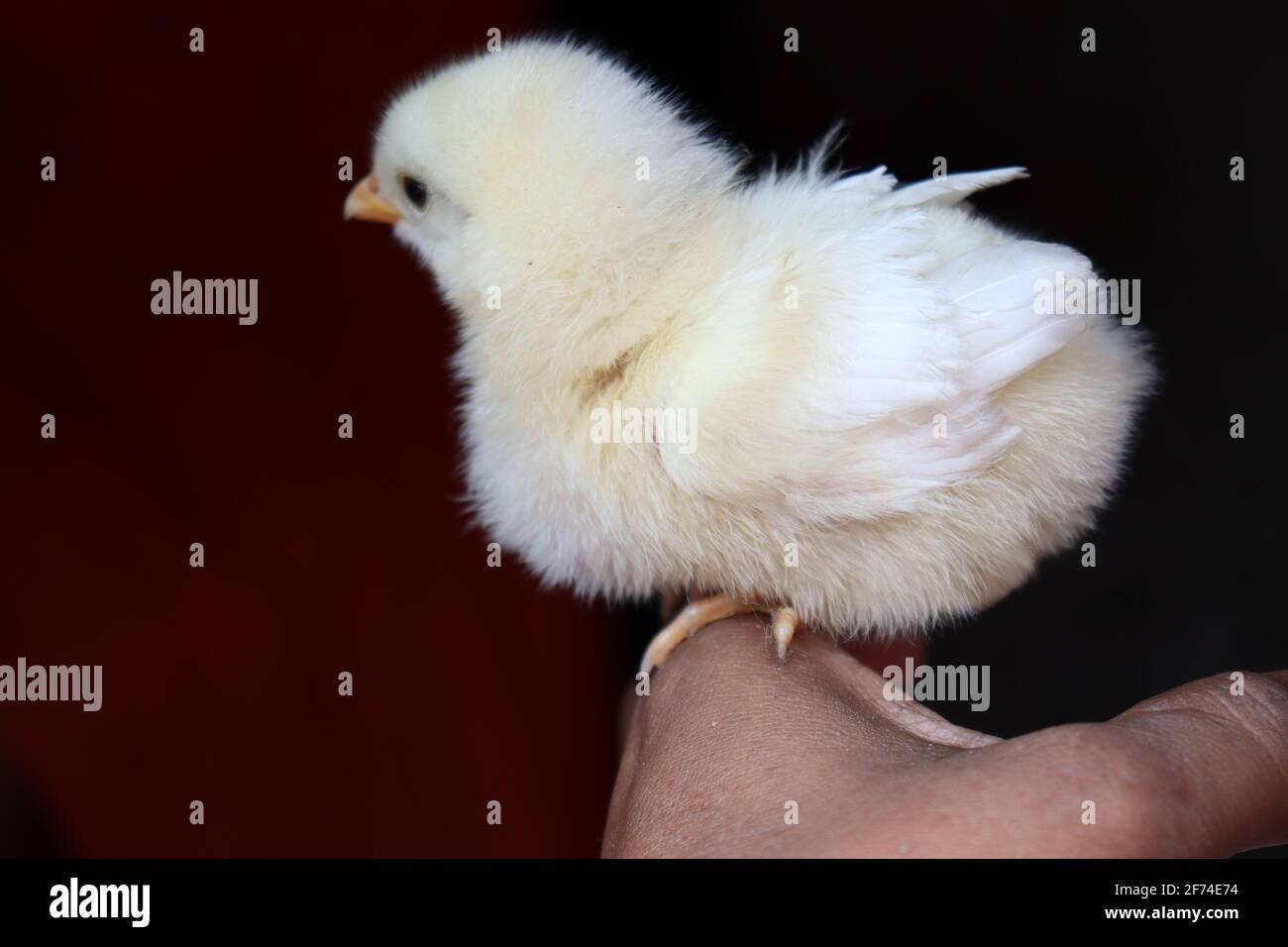 white colored small chicken closeup on hand Stock Photo - Alamy