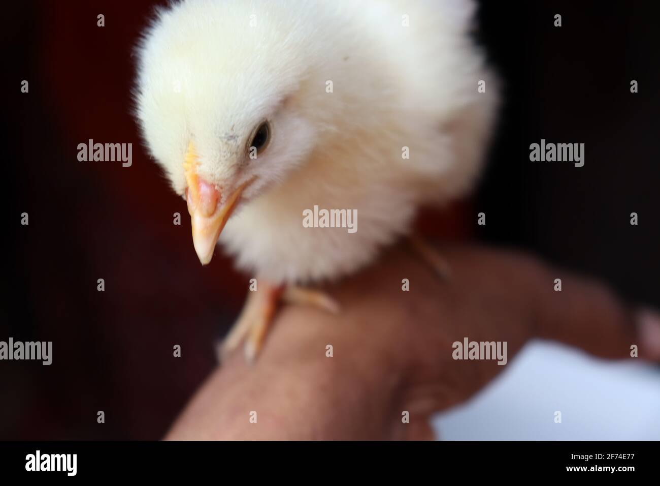 white colored small chicken closeup on hand Stock Photo - Alamy