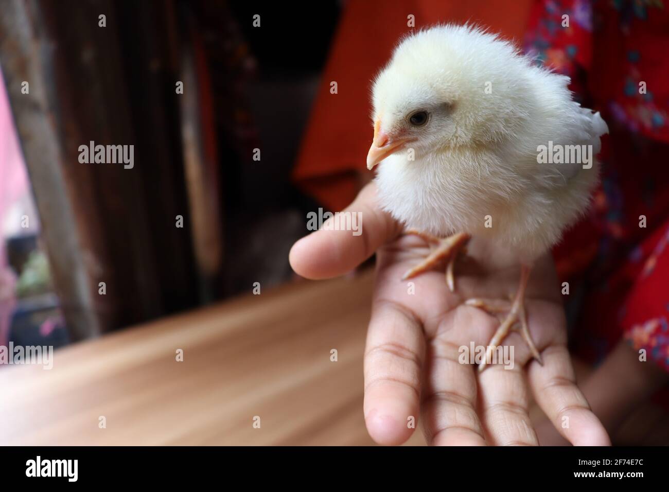 Chicken wing illustration hi-res stock photography and images - Alamy