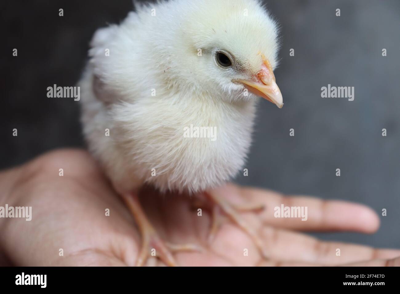 Chicken wing illustration hi-res stock photography and images - Alamy