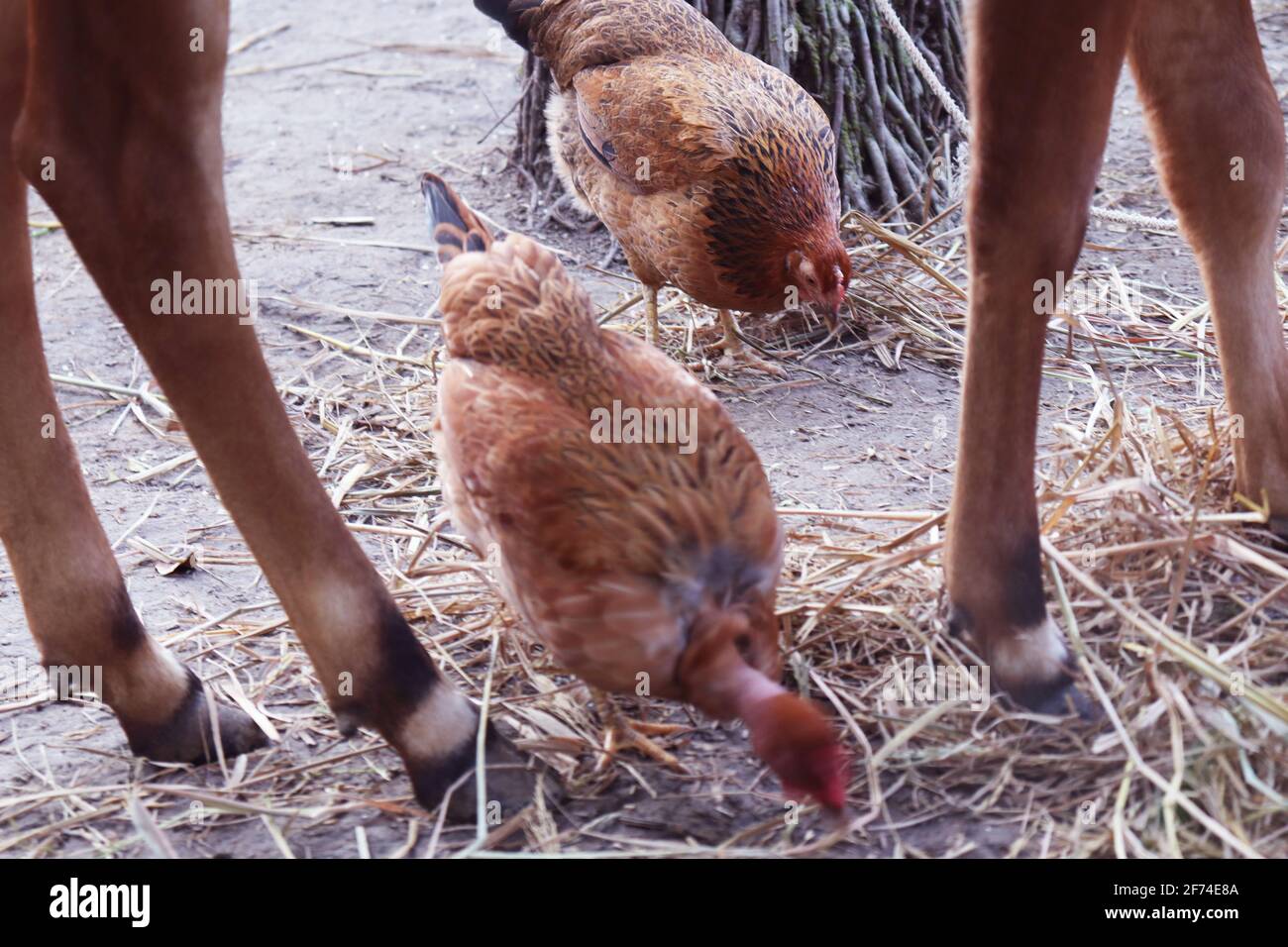 Brown colored Chicken Closeup on Farm Stock Photo - Alamy