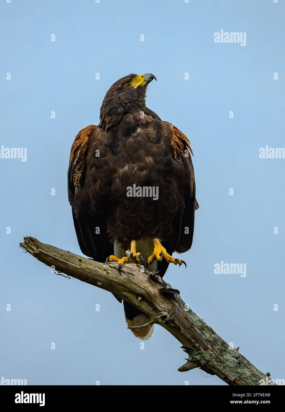 Sheldon hi-res stock photography and images - Alamy