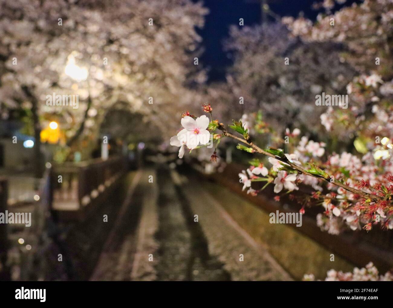 Scenery of yeojwacheon Stream in jinhae, Changwon, Gyeongnam, South ...