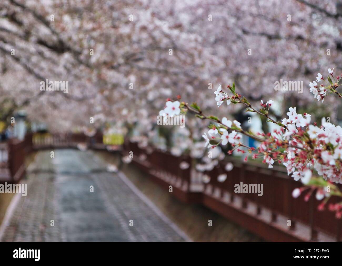 Scenery of yeojwacheon Stream in jinhae, Changwon, Gyeongnam, South ...