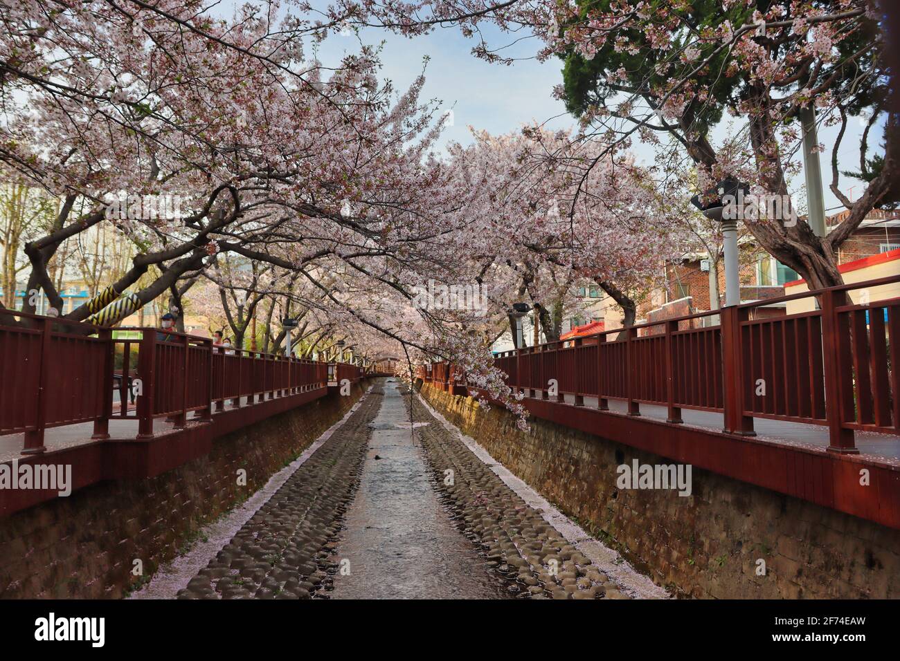 Scenery of yeojwacheon Stream in jinhae, Changwon, Gyeongnam, South ...