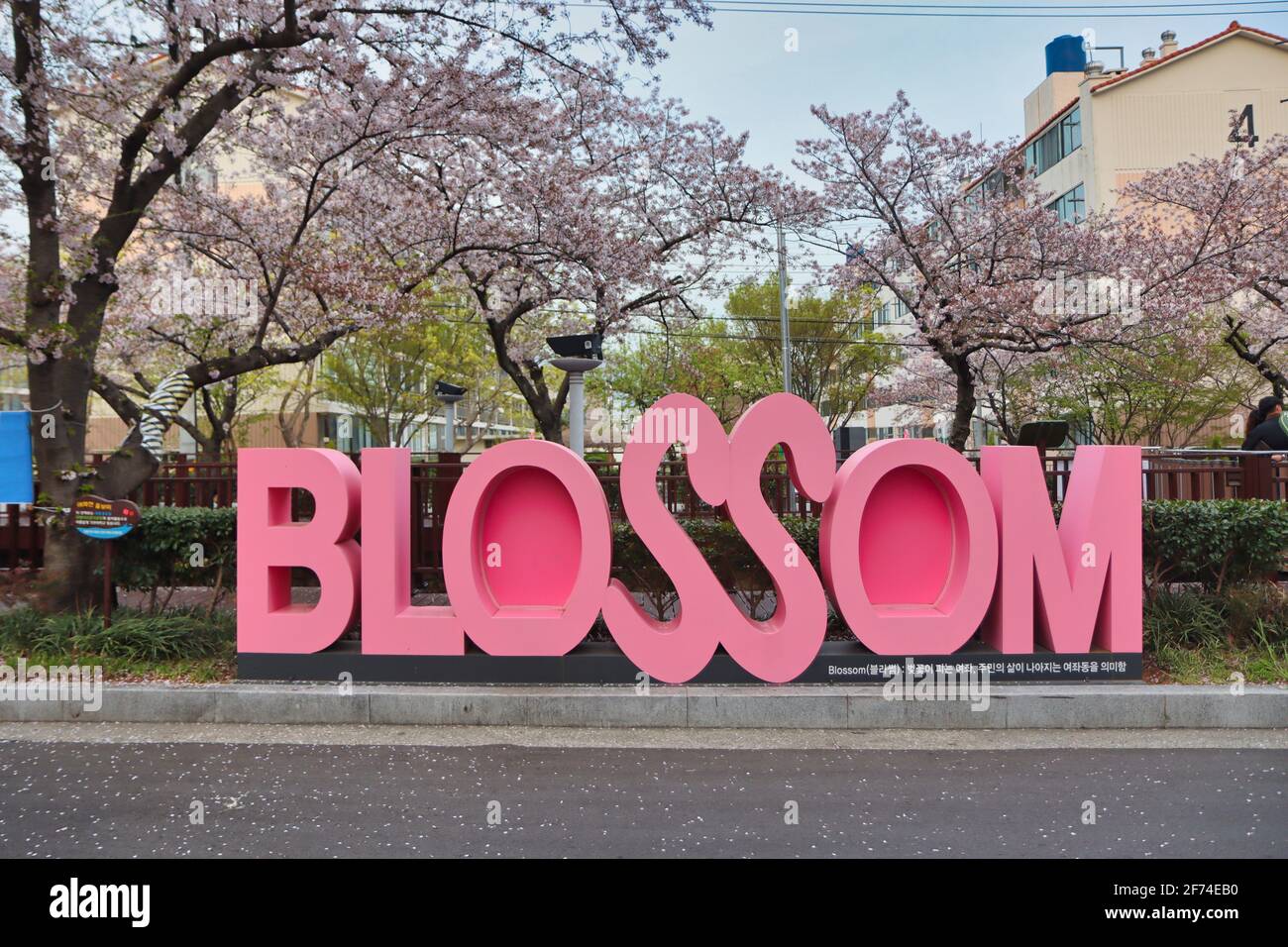 Scenery of yeojwacheon Stream in jinhae, Changwon, Gyeongnam, South ...