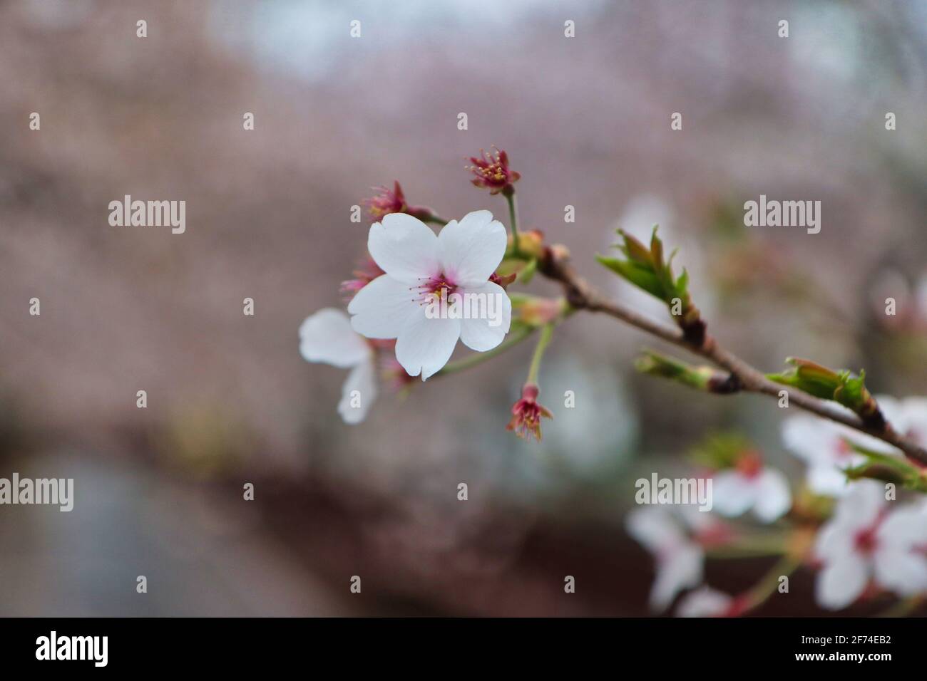 Scenery of yeojwacheon Stream in jinhae, Changwon, Gyeongnam, South ...