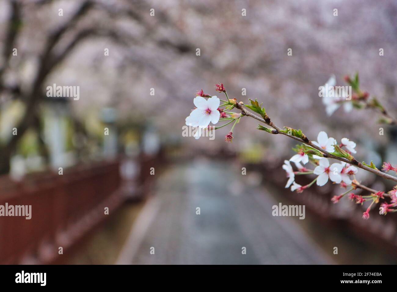 Scenery of yeojwacheon Stream in jinhae, Changwon, Gyeongnam, South ...
