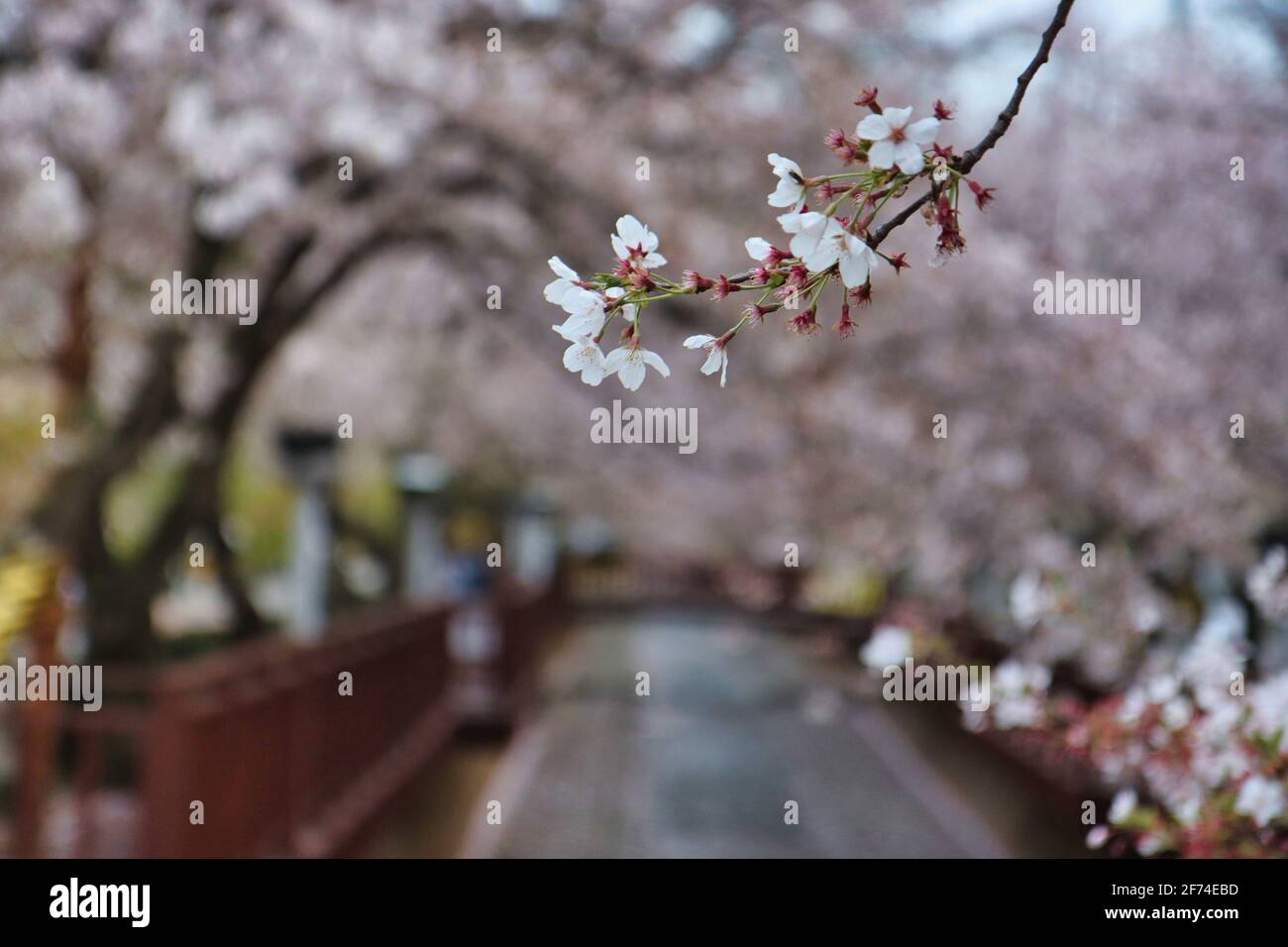 Scenery of yeojwacheon Stream in jinhae, Changwon, Gyeongnam, South ...