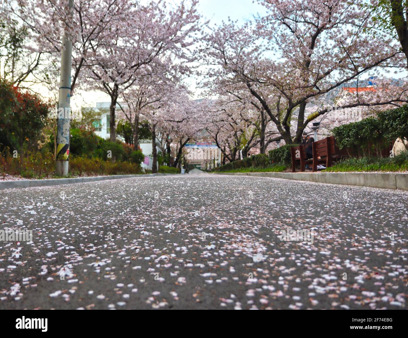Scenery of yeojwacheon Stream in jinhae, Changwon, Gyeongnam, South ...