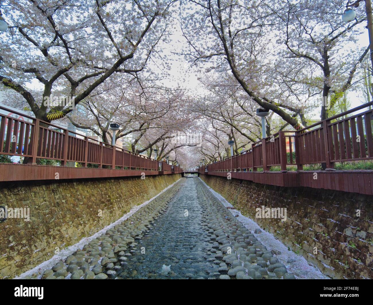 Scenery of yeojwacheon Stream in jinhae, Changwon, Gyeongnam, South ...