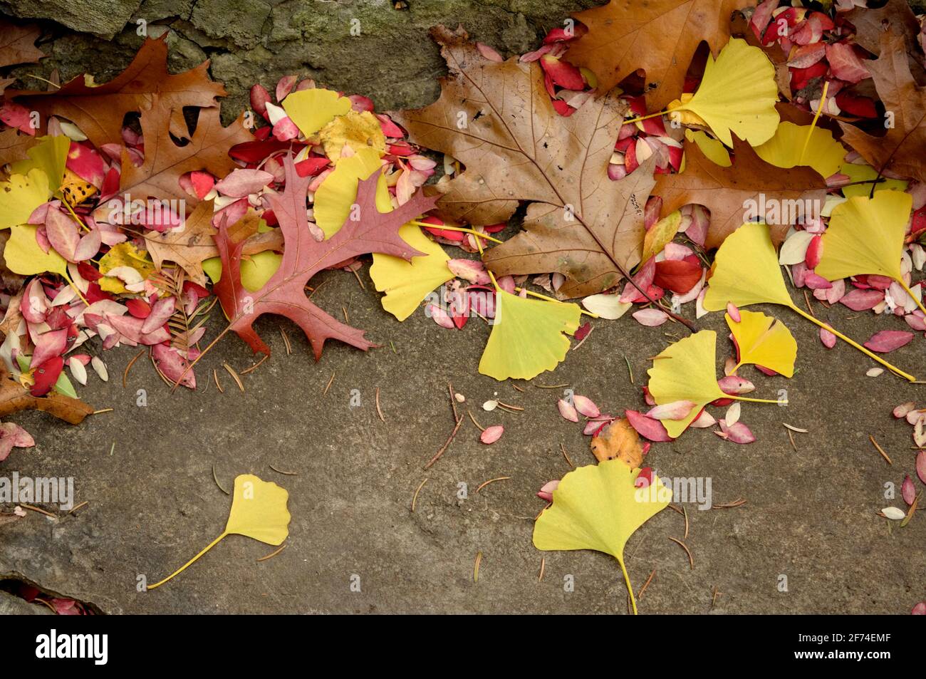 Fall footsteps hi-res stock photography and images - Alamy