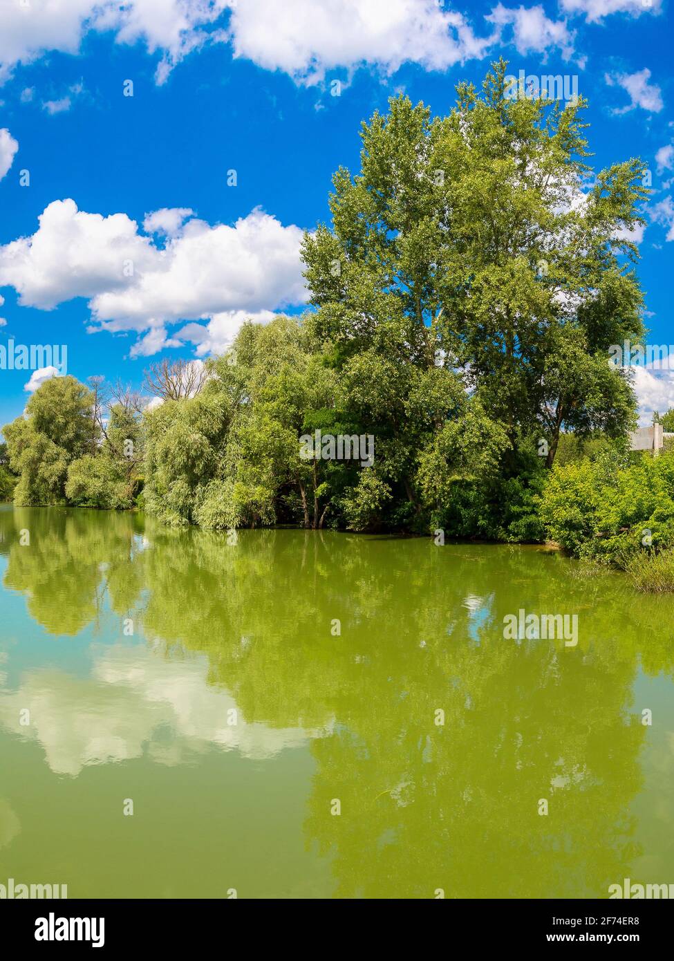 Calm pond and water plants in a beautiful summer day Stock Photo - Alamy