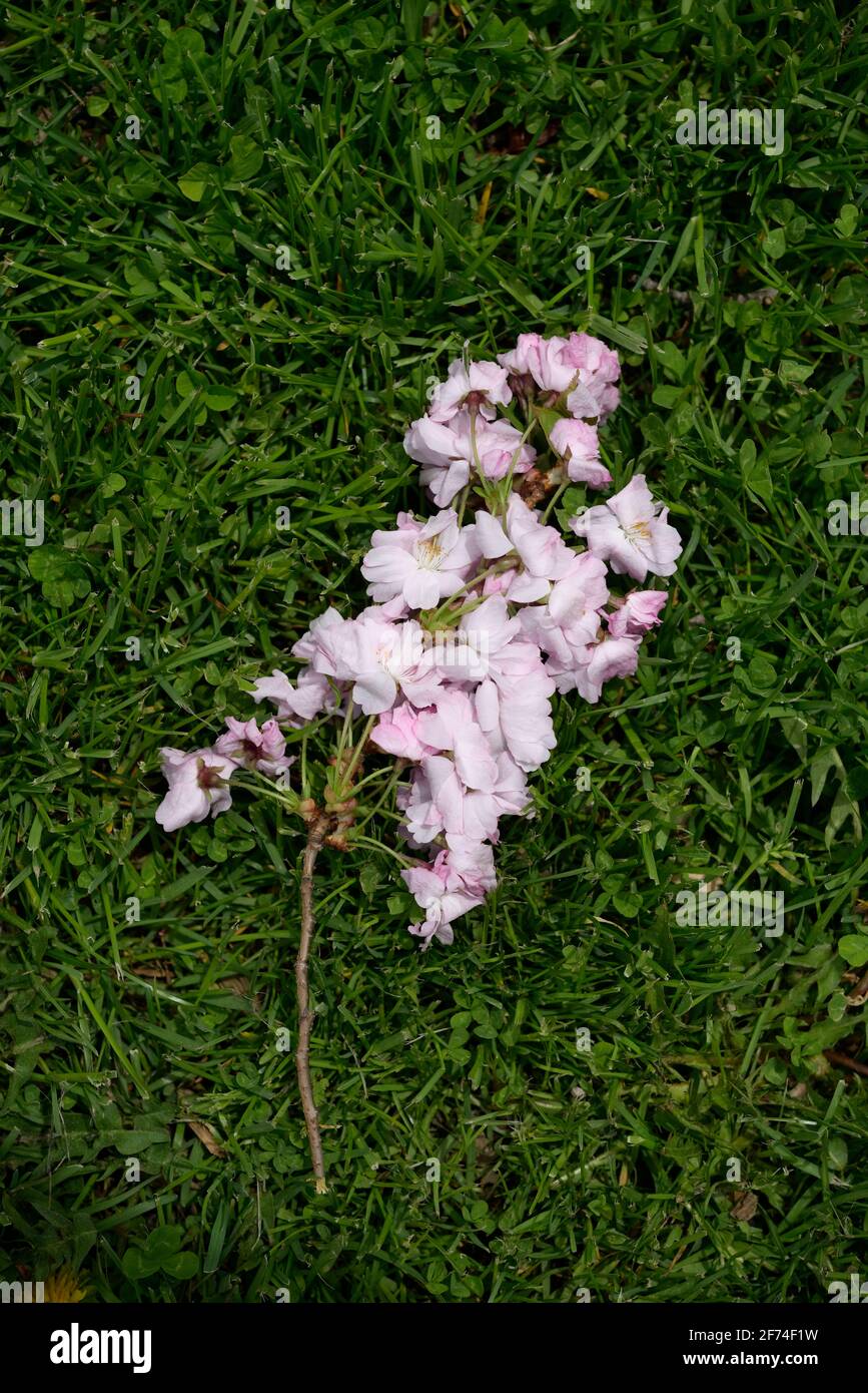 Withering grass hi-res stock photography and images - Alamy